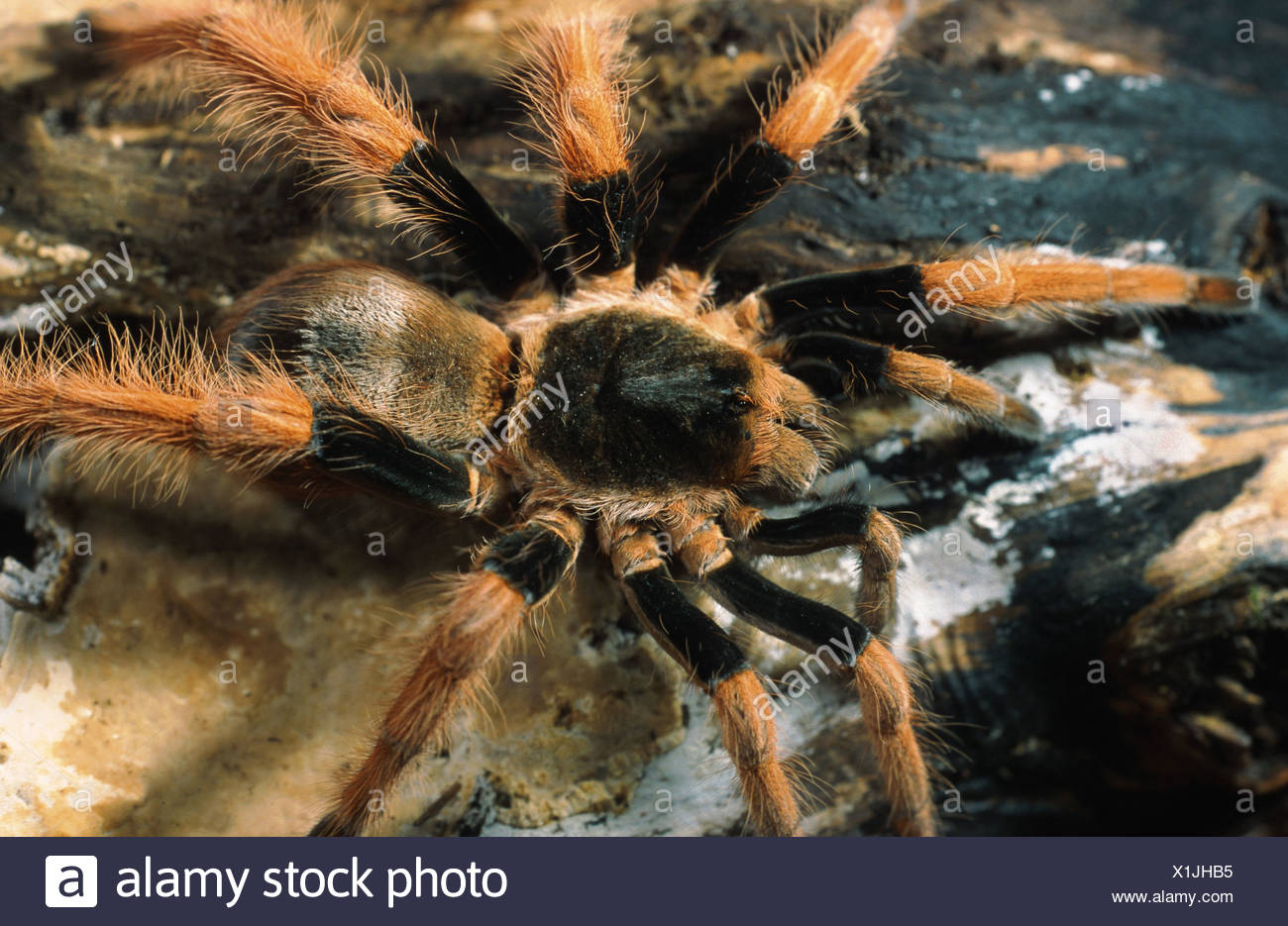 Megaphobema Robustum High Resolution Stock Photography and Images - Alamy