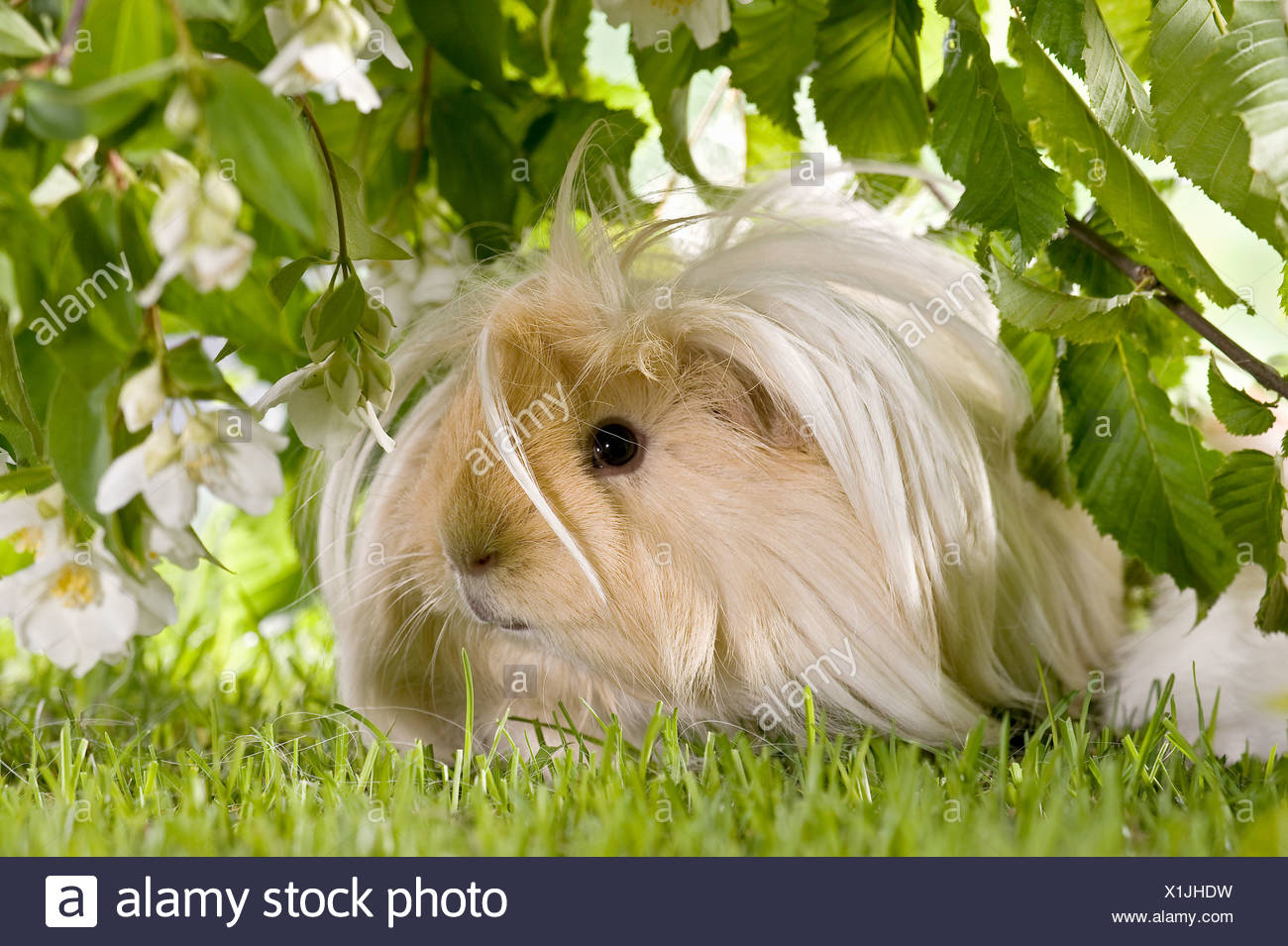 Angora Guinea Pig Stock Photos & Angora Guinea Pig Stock Images - Alamy