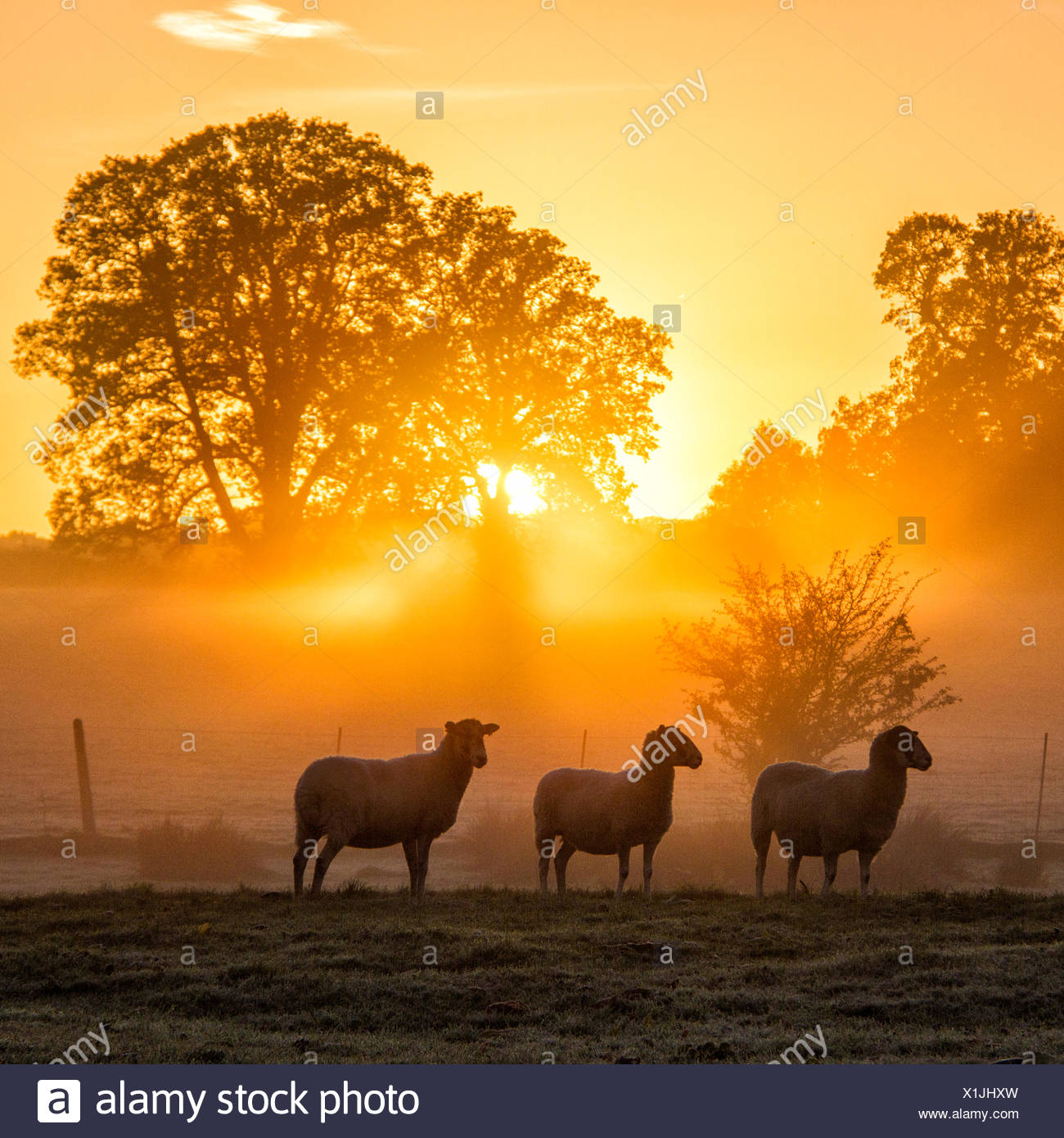 Sheep In The Field Stock Photos & Sheep In The Field Stock Images - Alamy