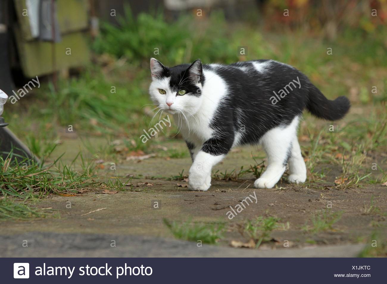 Black Cat Walking Side View Stock Photos & Black Cat Walking Side View ...