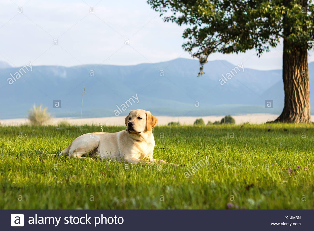Altai Dog High Resolution Stock Photography and Images - Alamy