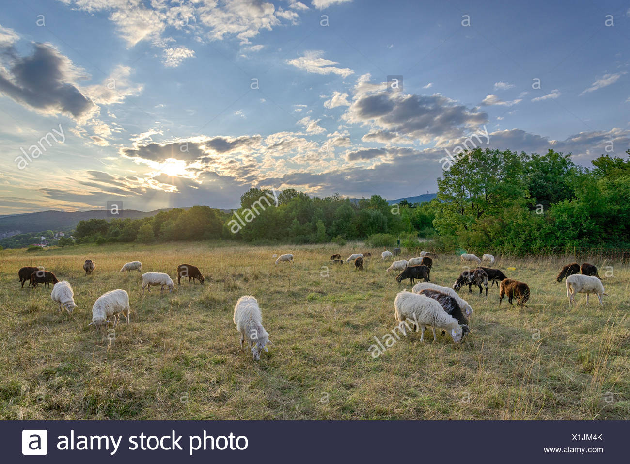 Sheep Austria High Resolution Stock Photography and Images - Alamy
