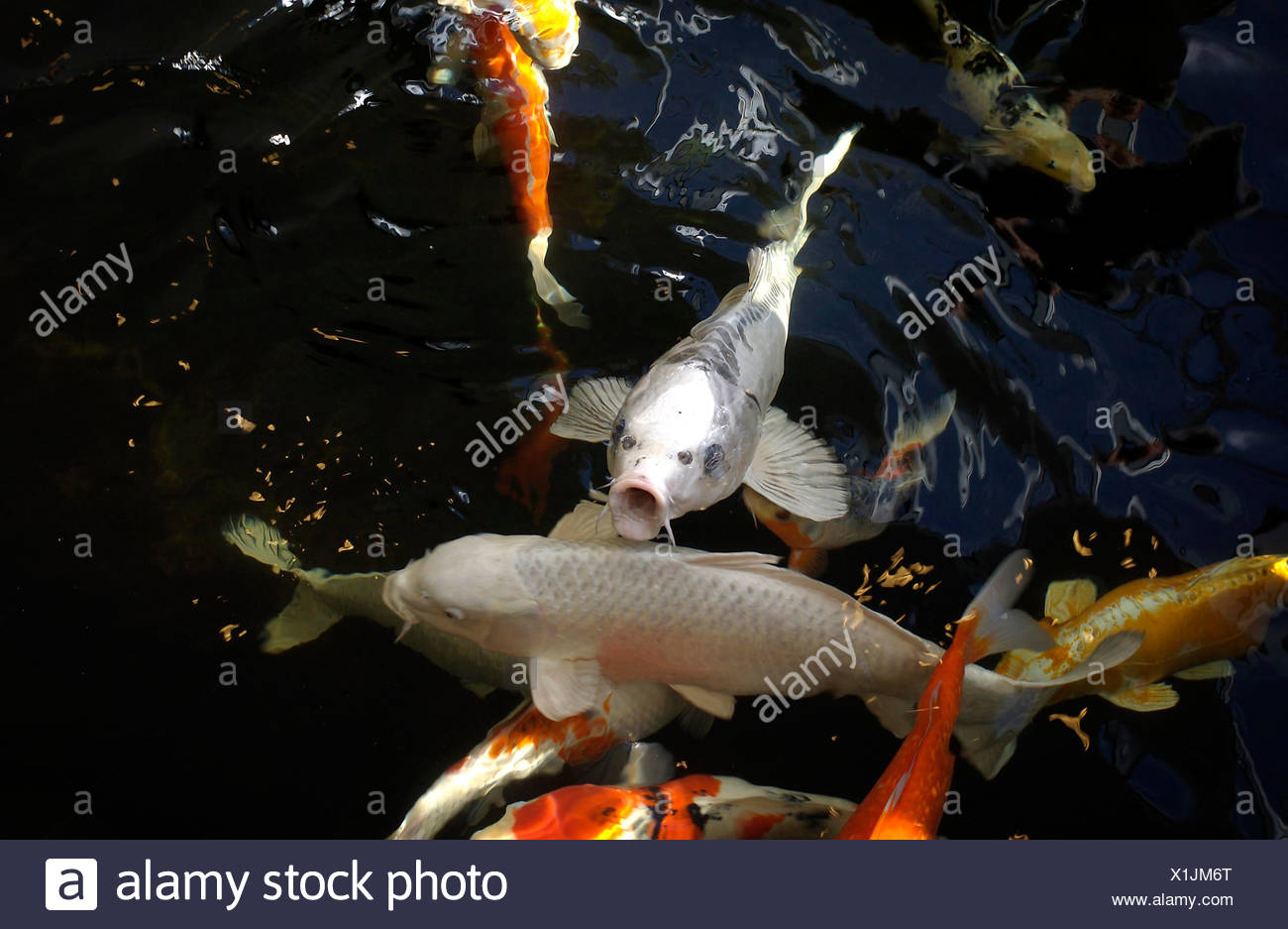 Gasping Fish High Resolution Stock Photography and Images - Alamy