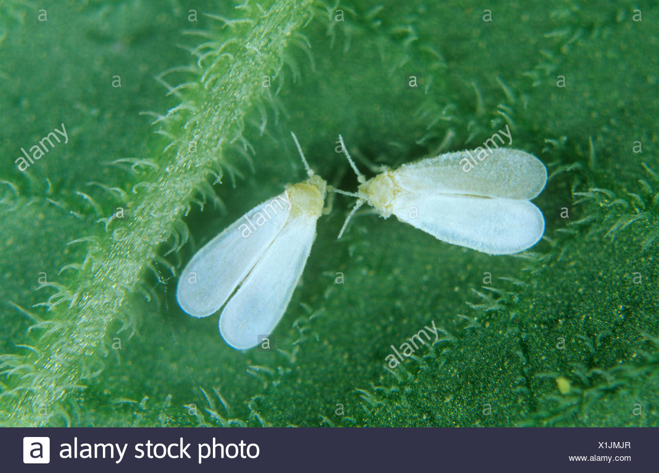 Greenhouse Whitefly Stock Photos & Greenhouse Whitefly Stock Images - Alamy