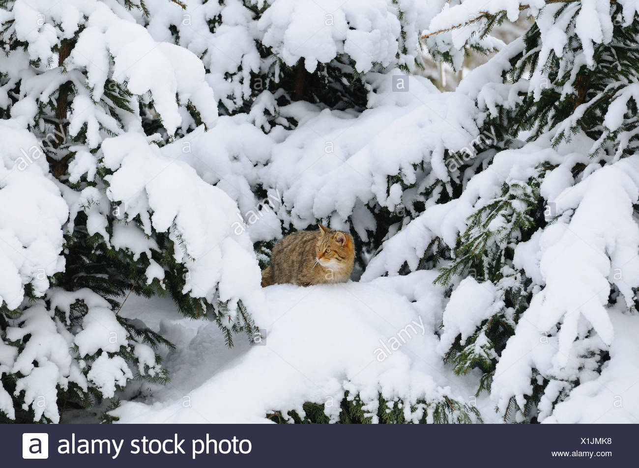 European Wildcat Standing High Resolution Stock Photography and Images ...