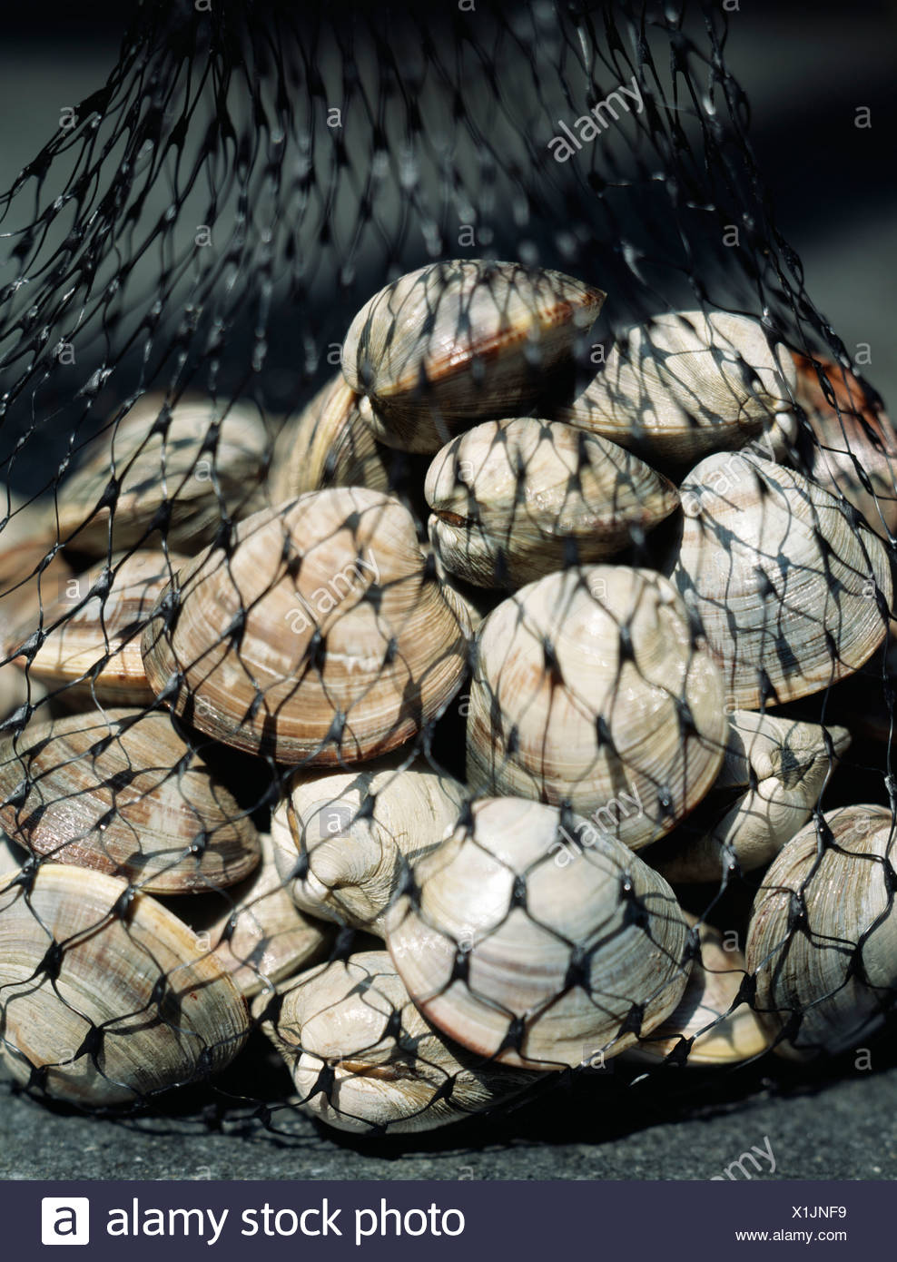 Clam Fishing Net High Resolution Stock Photography and Images - Alamy