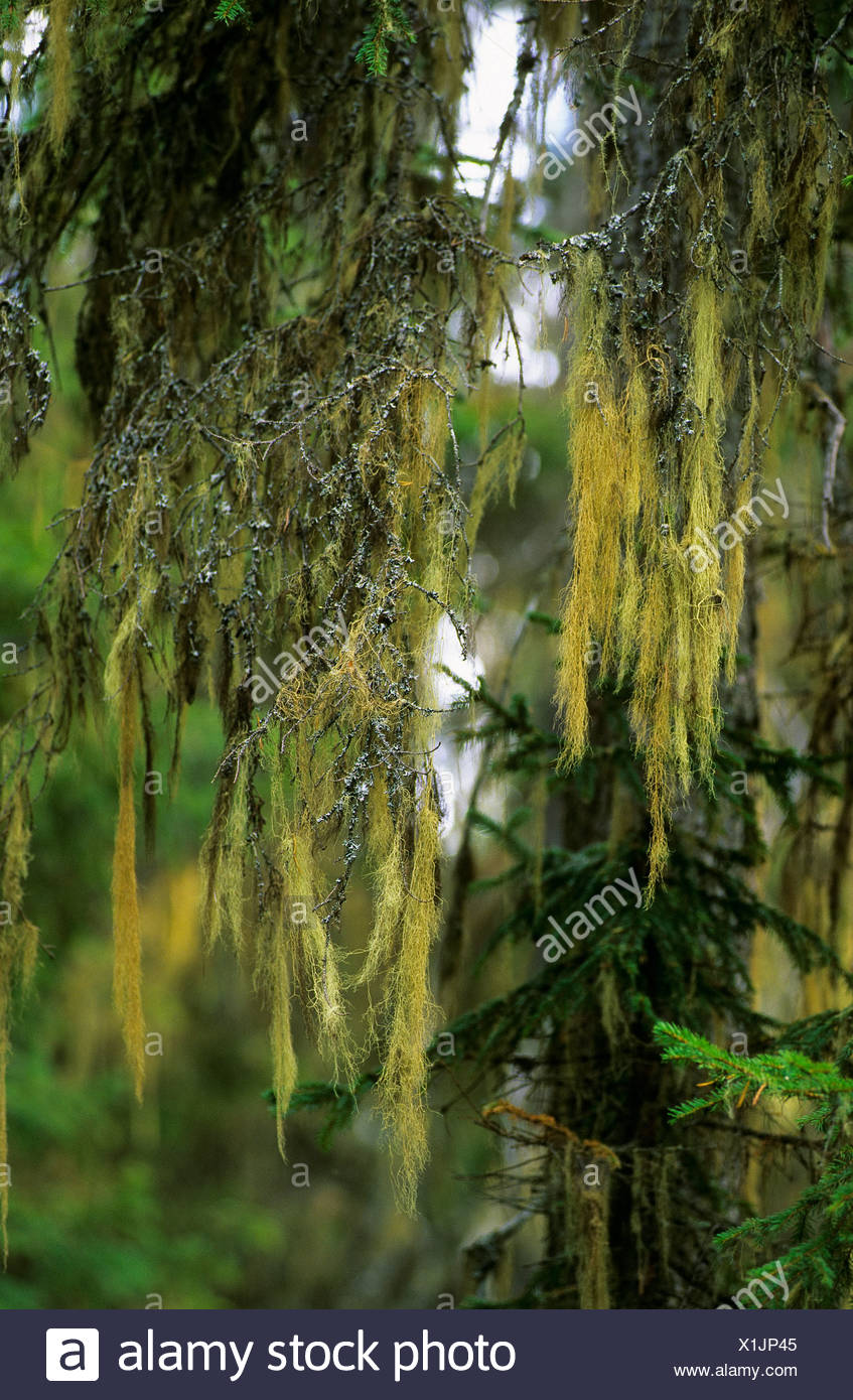 Old Mans Beard Lichens Stock Photos & Old Mans Beard Lichens Stock ...