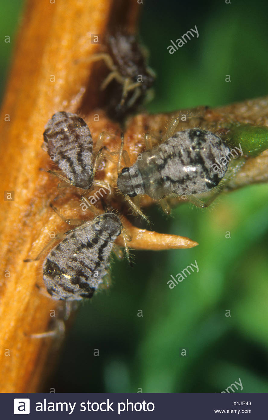 Leylandii Cypress High Resolution Stock Photography and Images - Alamy