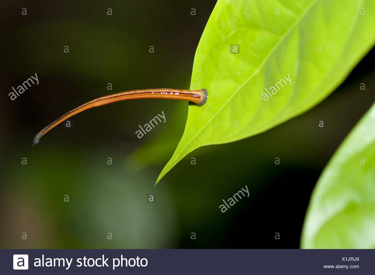 Leech Hirudinea High Resolution Stock Photography and Images - Alamy