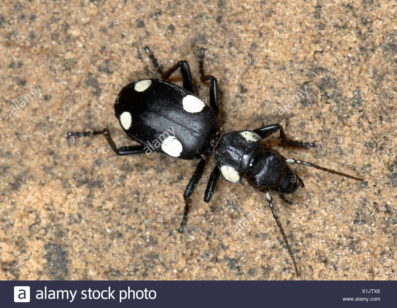 Anthia Sexguttata Stock Photos & Anthia Sexguttata Stock Images - Alamy