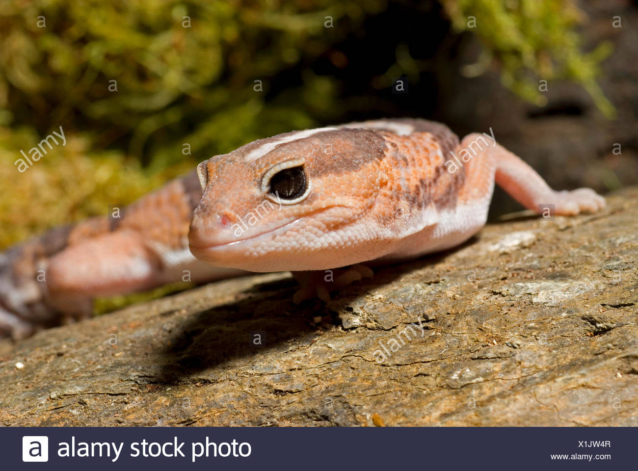 African Fat Tailed Geckos High Resolution Stock Photography and Images ...