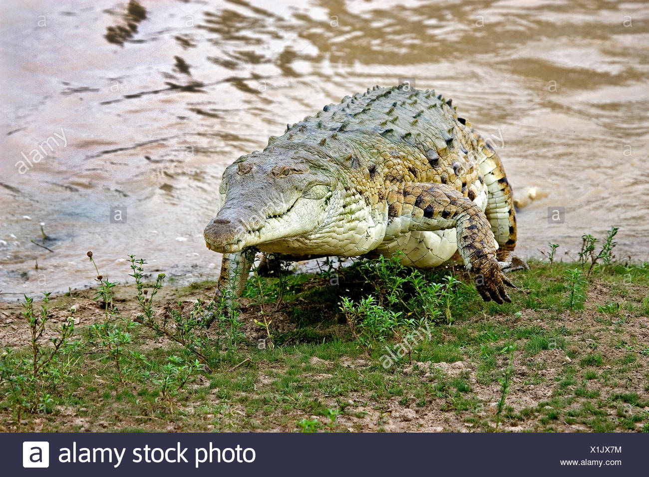 Orinoco Crocodiles High Resolution Stock Photography and Images - Alamy