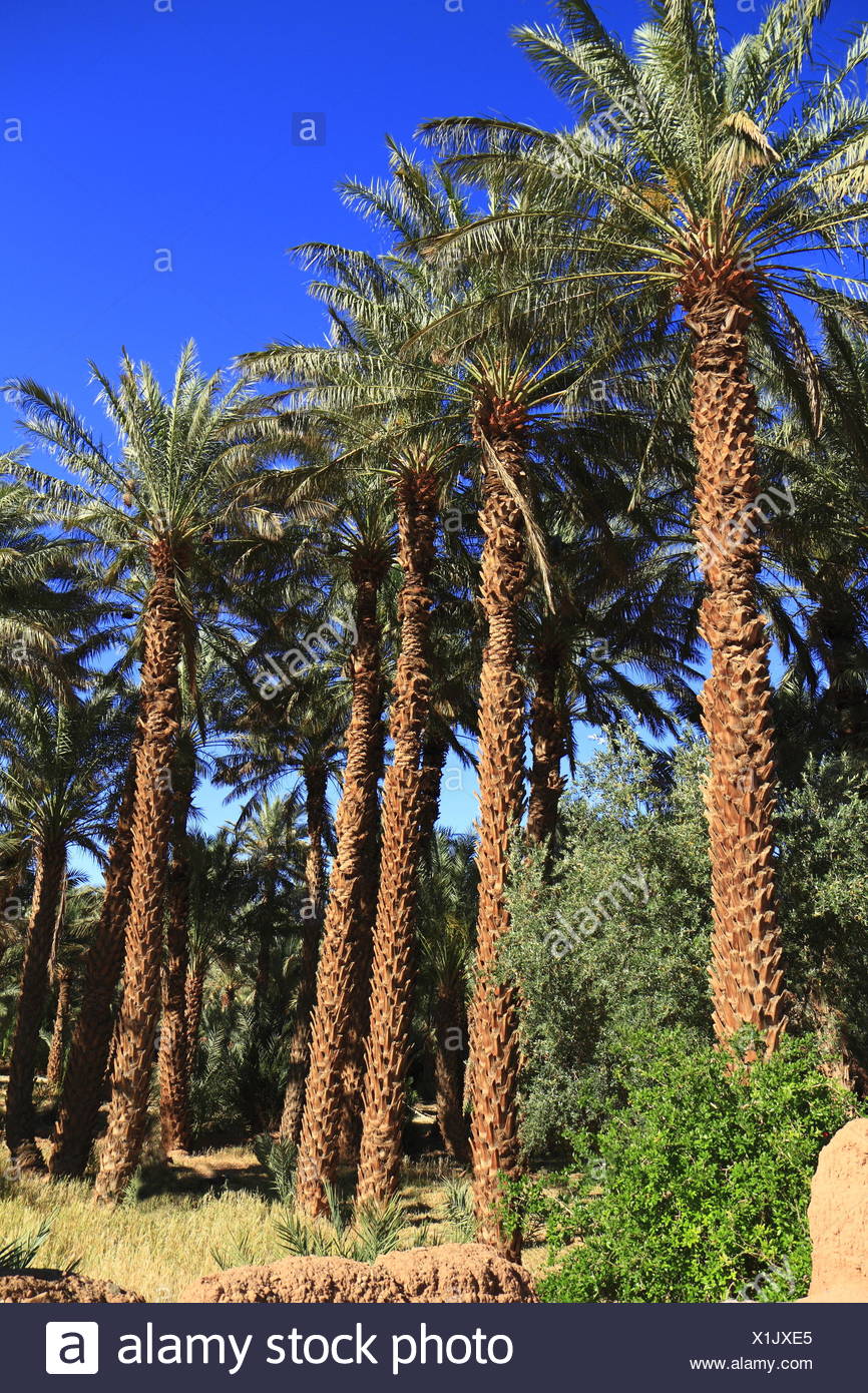 Draa Valley River High Resolution Stock Photography and Images - Alamy