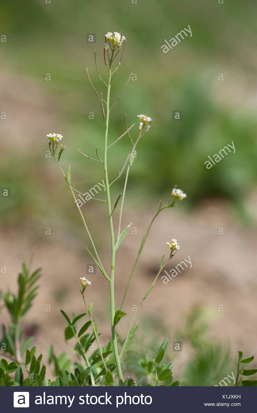 Thale Cress High Resolution Stock Photography and Images - Alamy