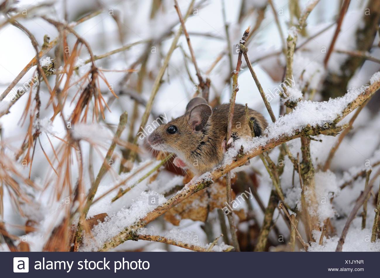 Long Tailed Mouse High Resolution Stock Photography and Images - Alamy