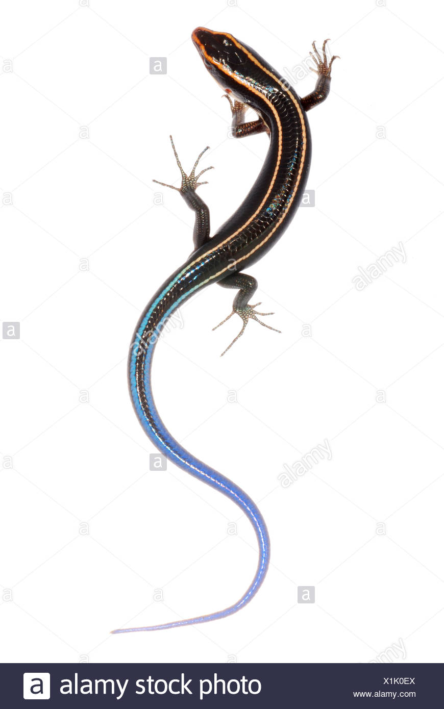 Black And Blue Lizard High Resolution Stock Photography and Images - Alamy