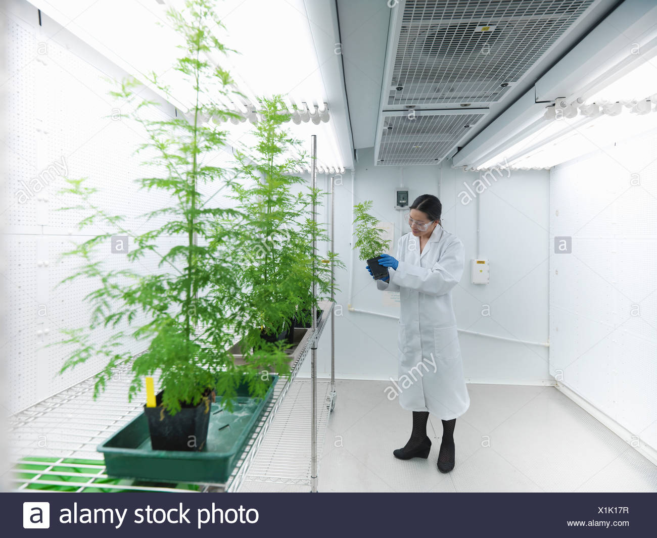Artemisia Annua High Resolution Stock Photography and Images - Alamy