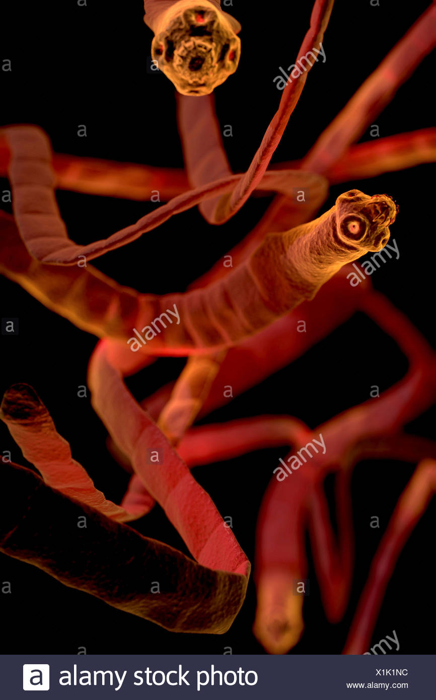 Cestoda High Resolution Stock Photography and Images - Alamy