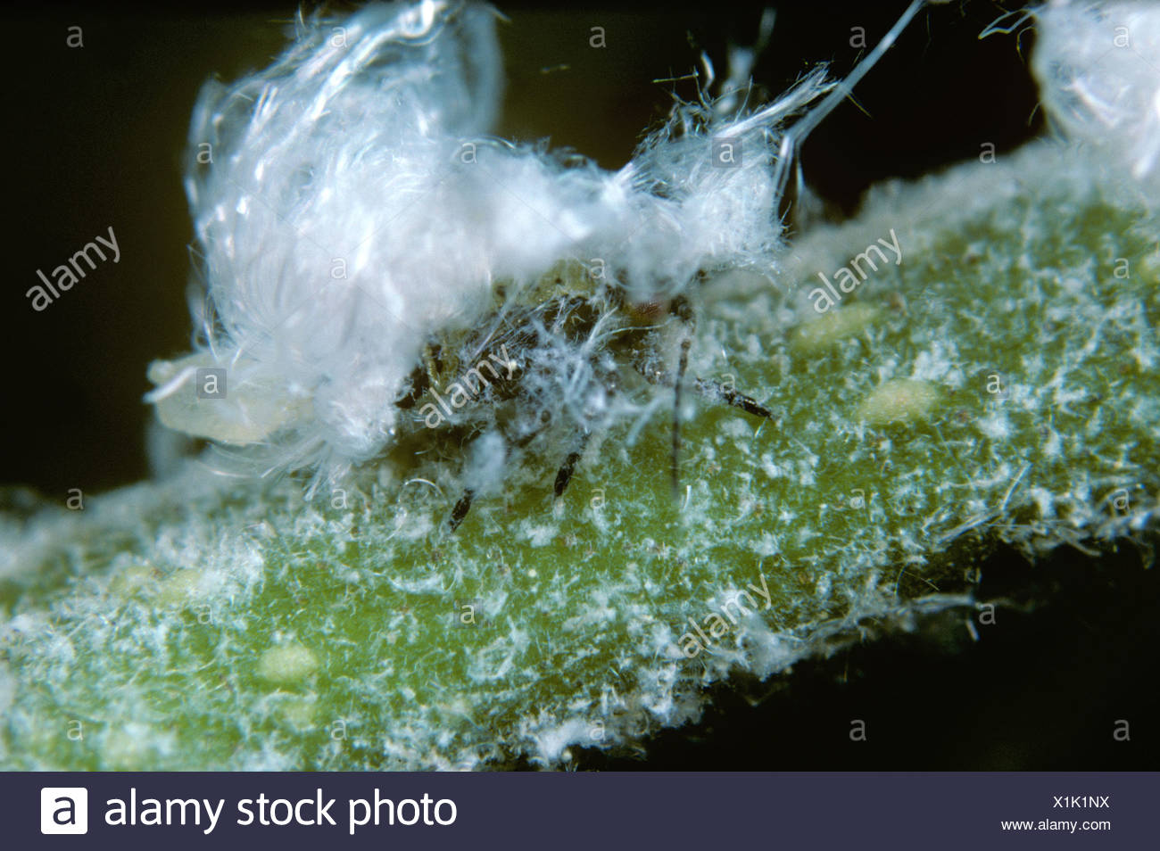 Alder Psylla High Resolution Stock Photography and Images - Alamy