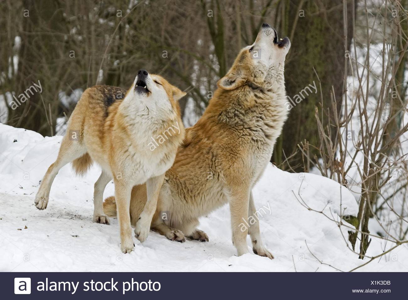 Wolves Howling High Resolution Stock Photography and Images - Alamy