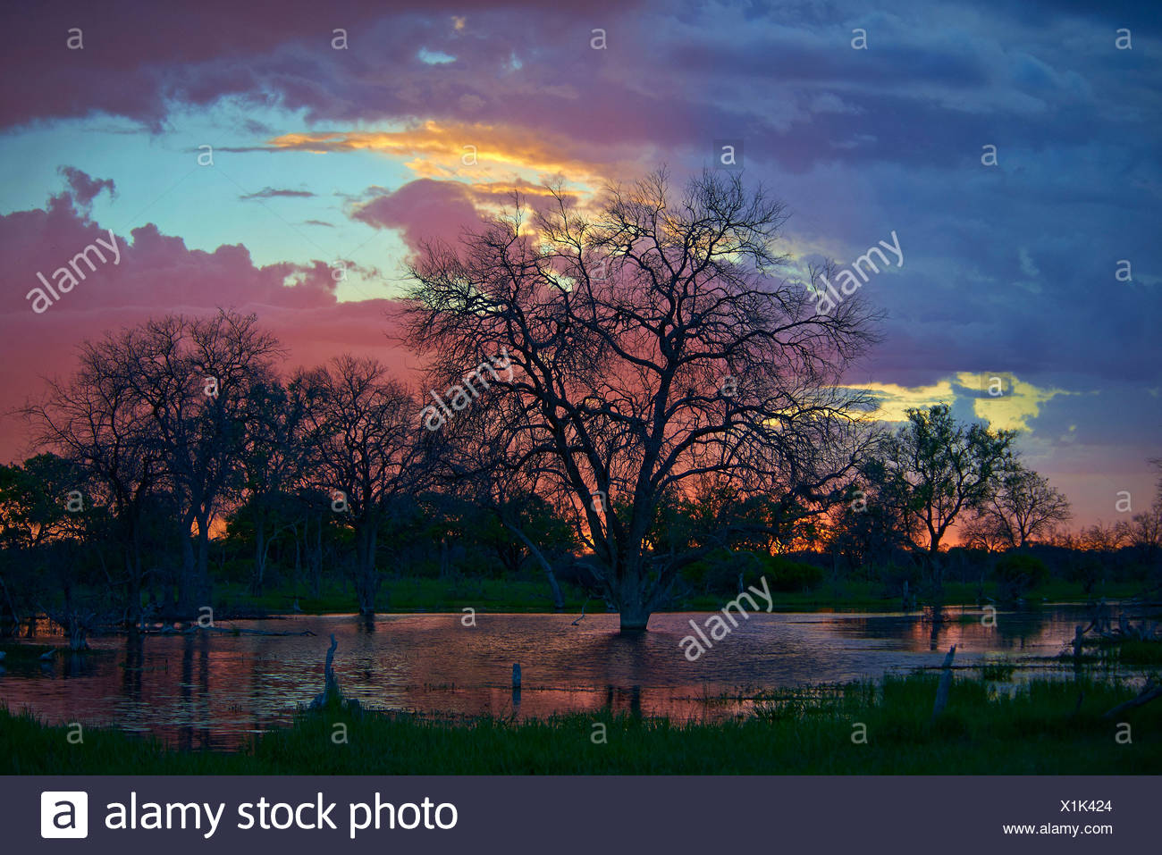 Botswana Trees High Resolution Stock Photography and Images - Alamy