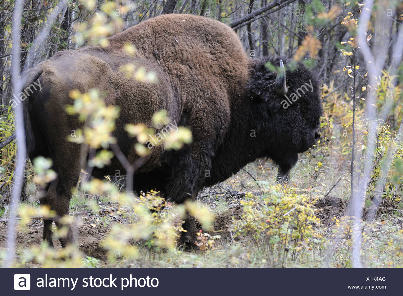 Bovidae Family High Resolution Stock Photography and Images - Alamy