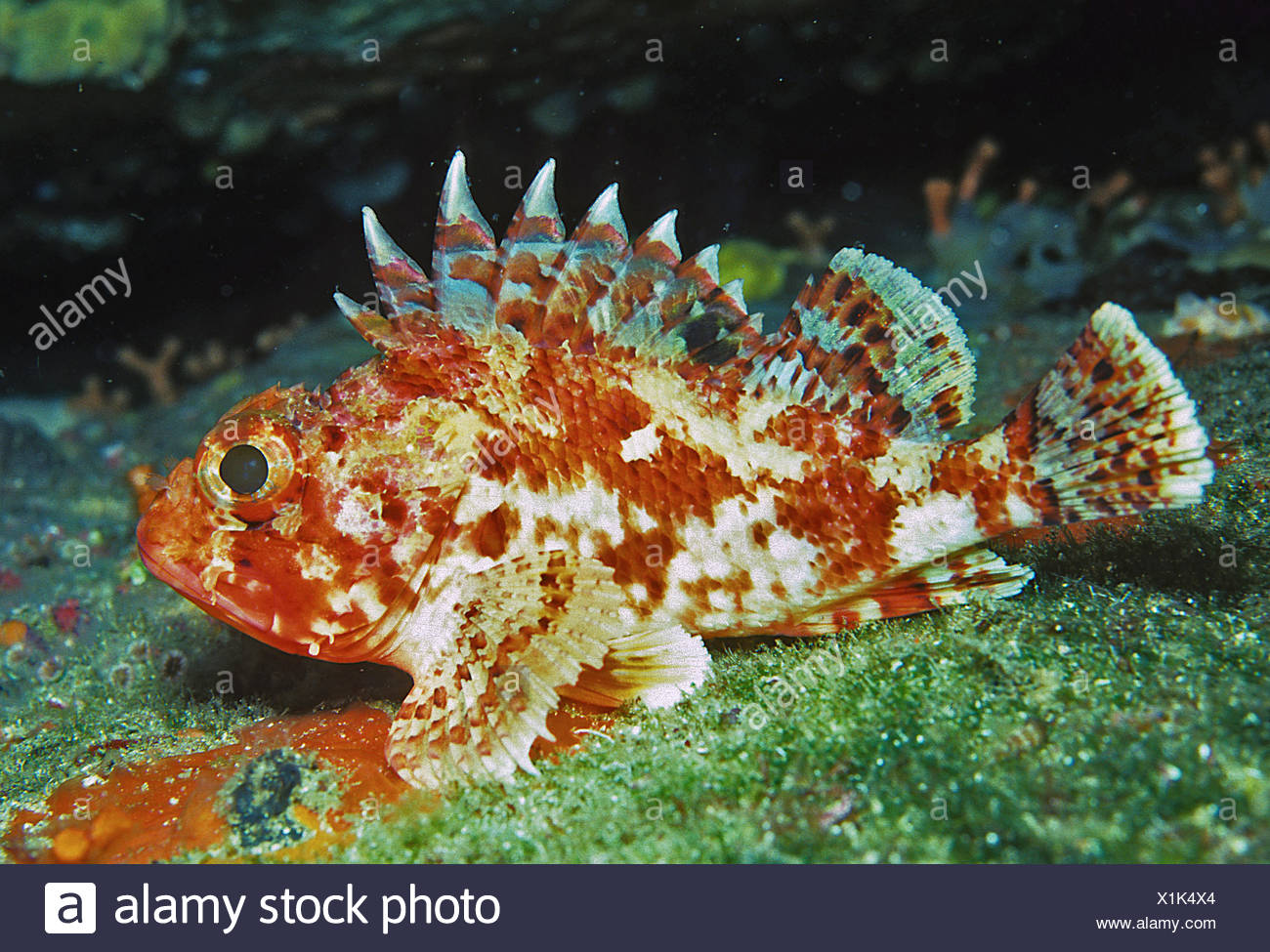 Red Scorpion Fish High Resolution Stock Photography and Images - Alamy