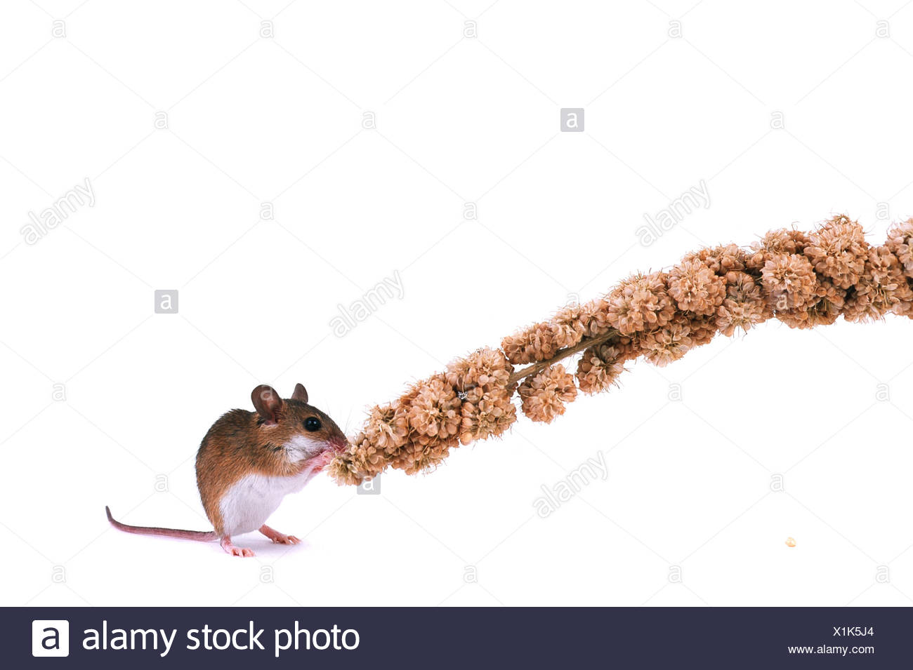African Pygmy Mouse High Resolution Stock Photography and Images - Alamy