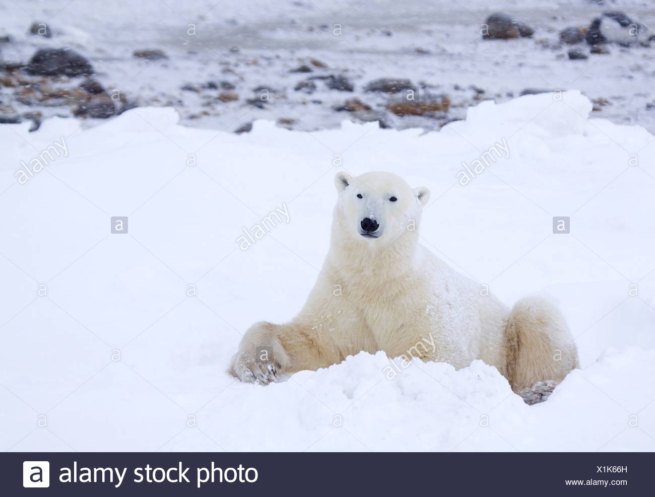 Polar Bear Laying Down High Resolution Stock Photography and Images - Alamy