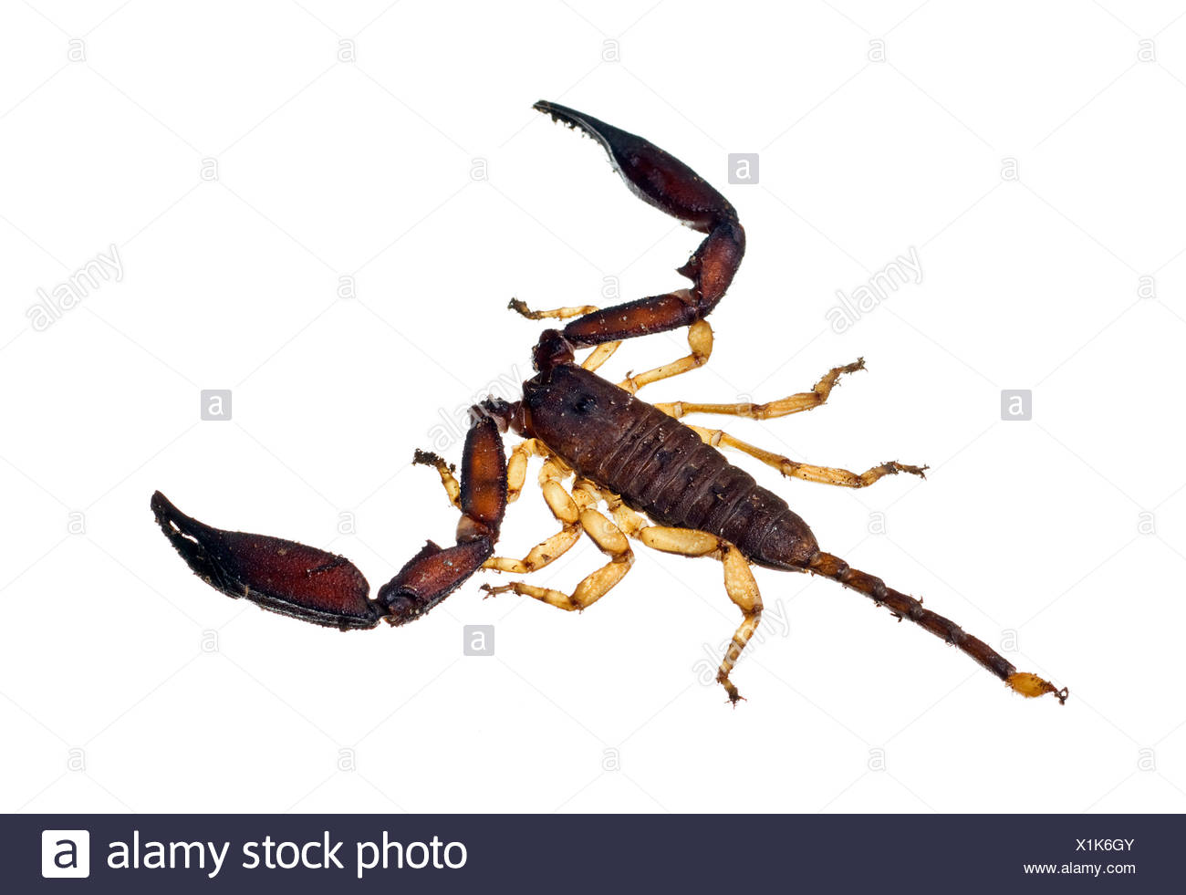 Large Scorpion Stock Photos & Large Scorpion Stock Images - Alamy