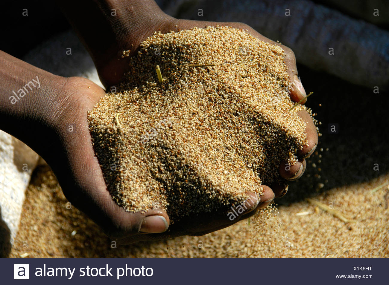 Hunger Grain High Resolution Stock Photography and Images - Alamy