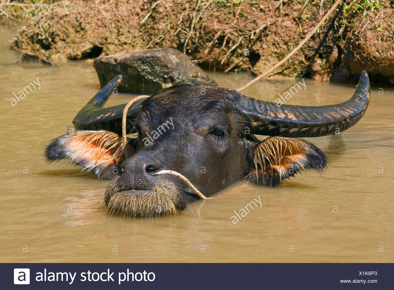 Bathing Cows High Resolution Stock Photography and Images - Alamy