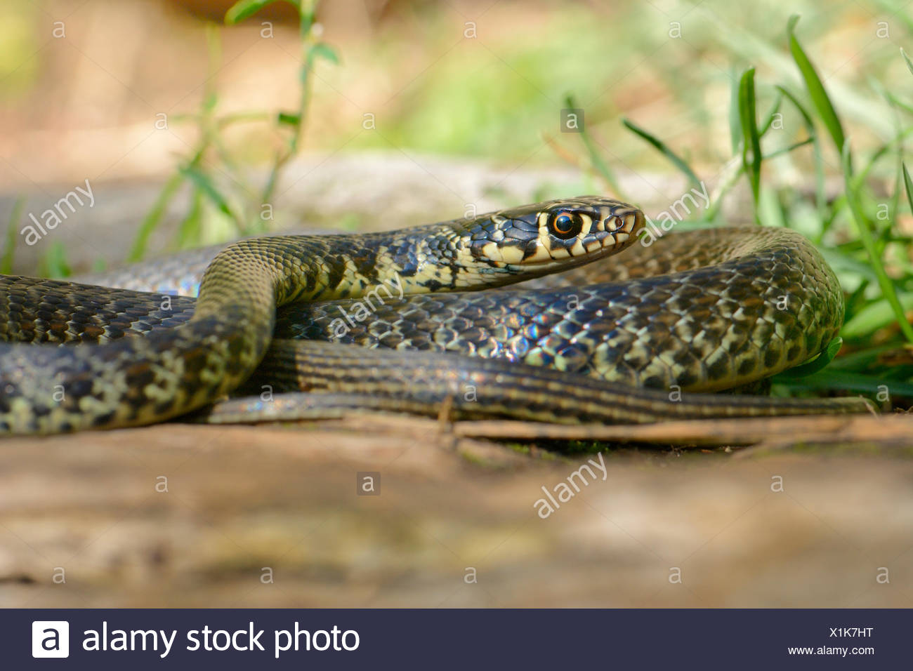 Suisse Serpentes Single Animal Snakes Snake High Resolution Stock ...