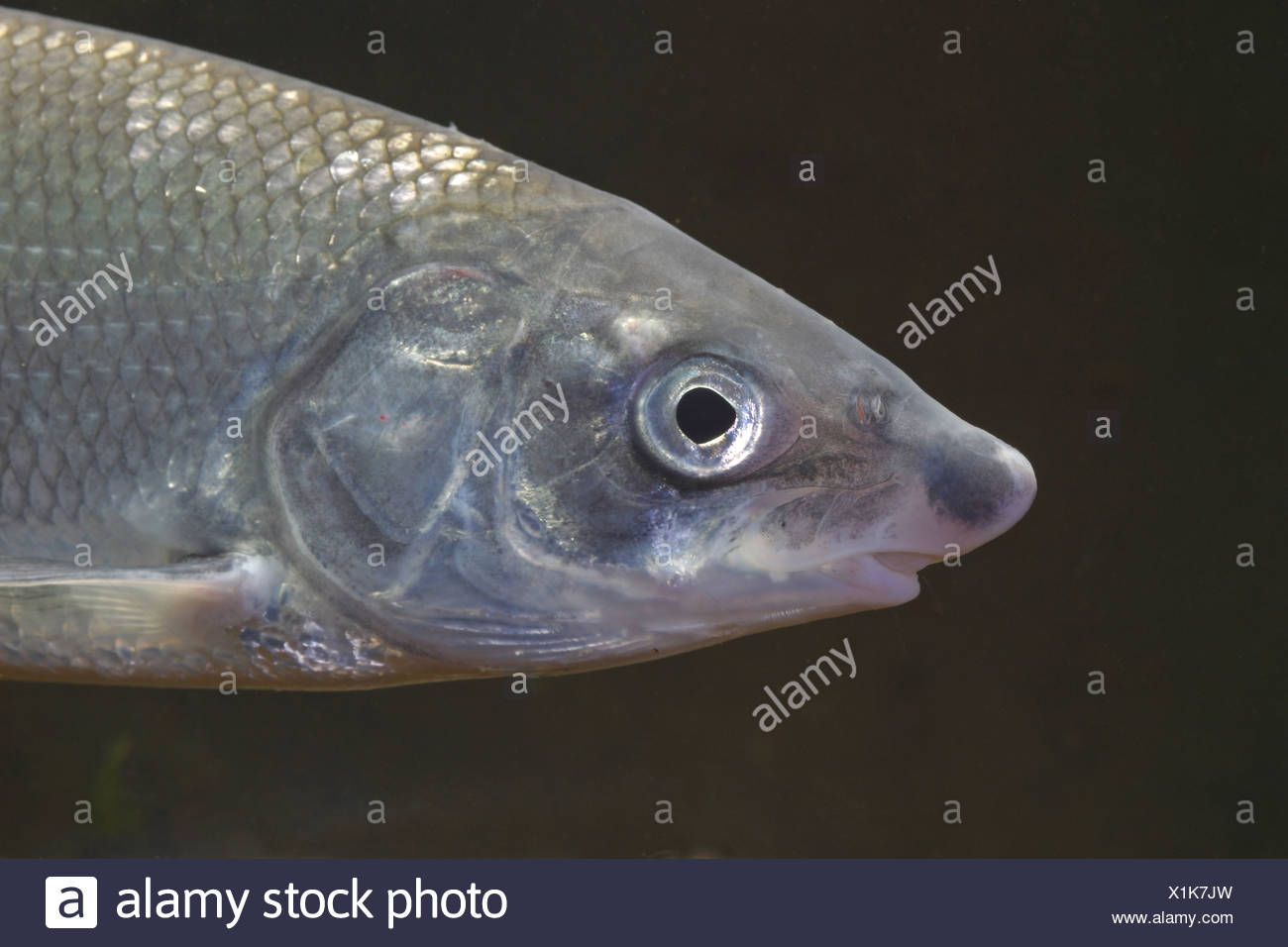 Coregonus Lavaretus Stock Photos & Coregonus Lavaretus Stock Images - Alamy