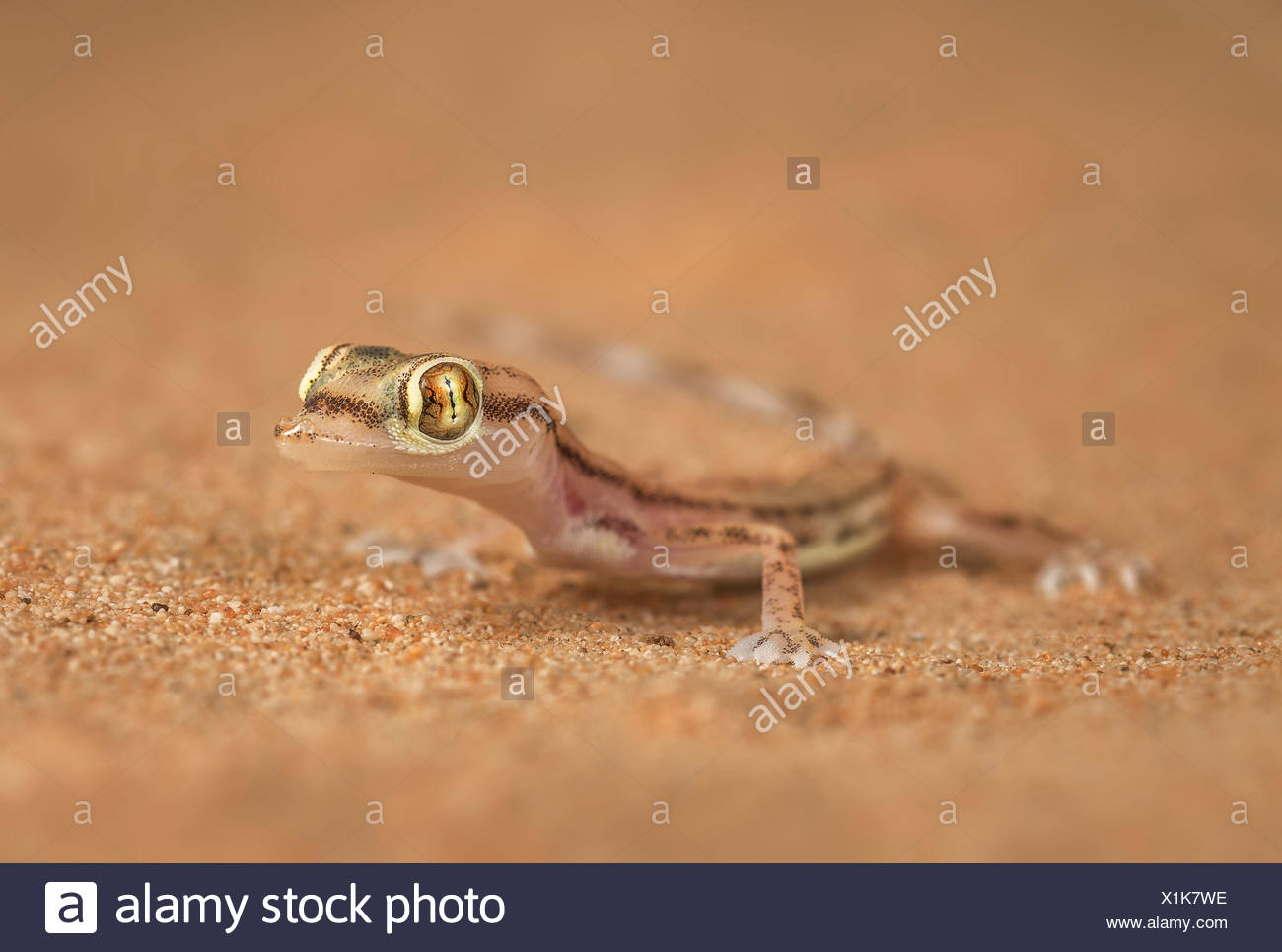 Arabian Lizard High Resolution Stock Photography and Images - Alamy