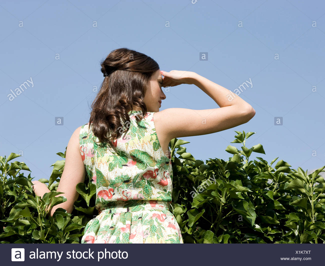 Over The Hedge Stock Photos & Over The Hedge Stock Images - Alamy