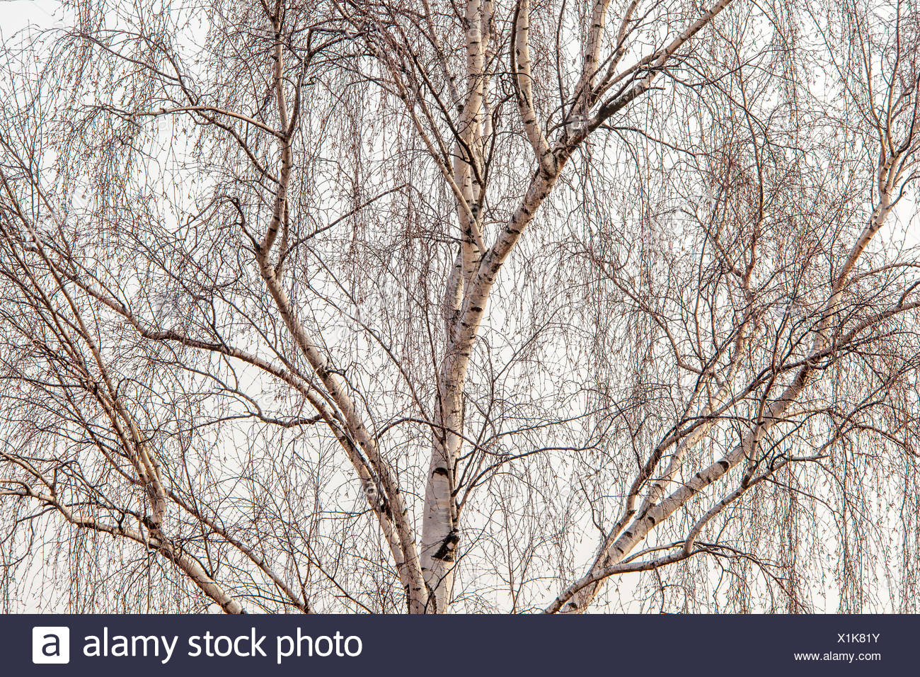 Birke Baum High Resolution Stock Photography and Images - Alamy