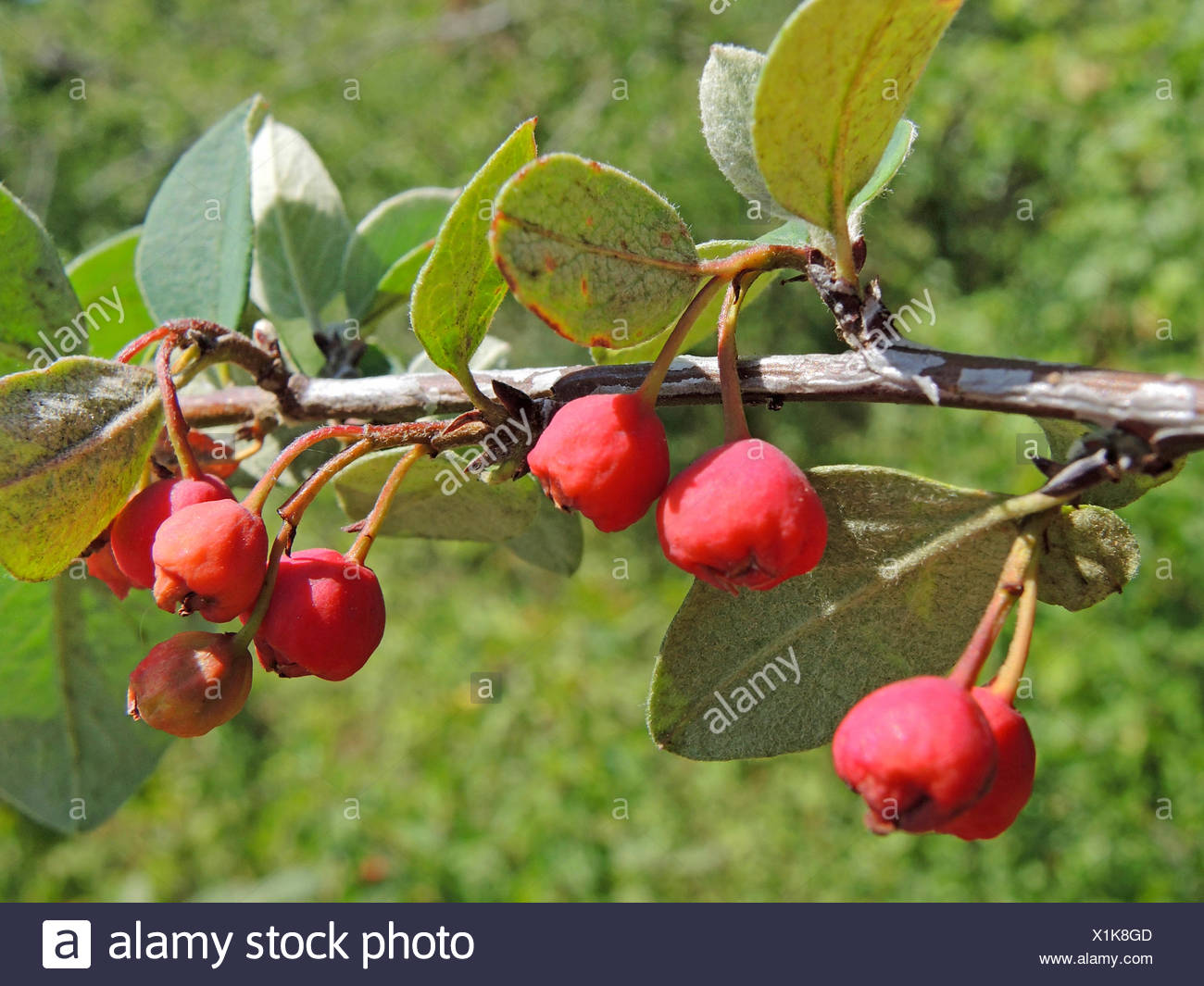 Wild Cotoneaster High Resolution Stock Photography and Images - Alamy