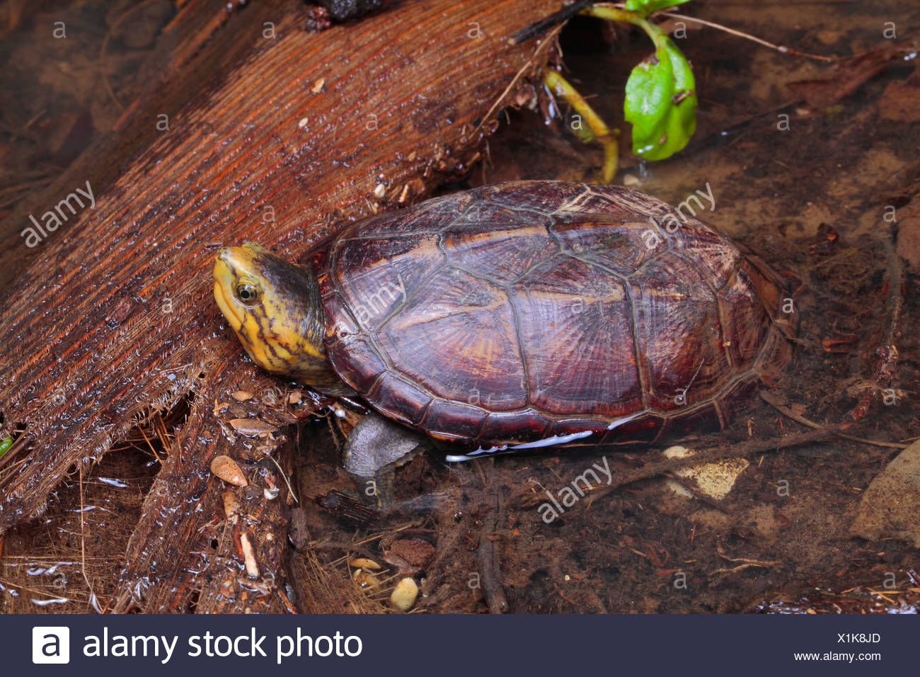 Yellow Mud Turtle High Resolution Stock Photography and Images - Alamy