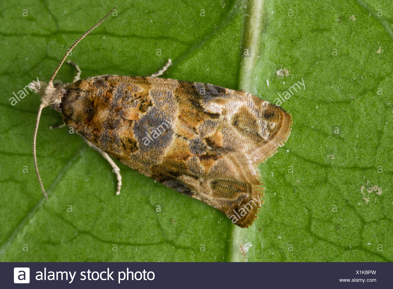 European Grapevine Moth High Resolution Stock Photography and Images ...