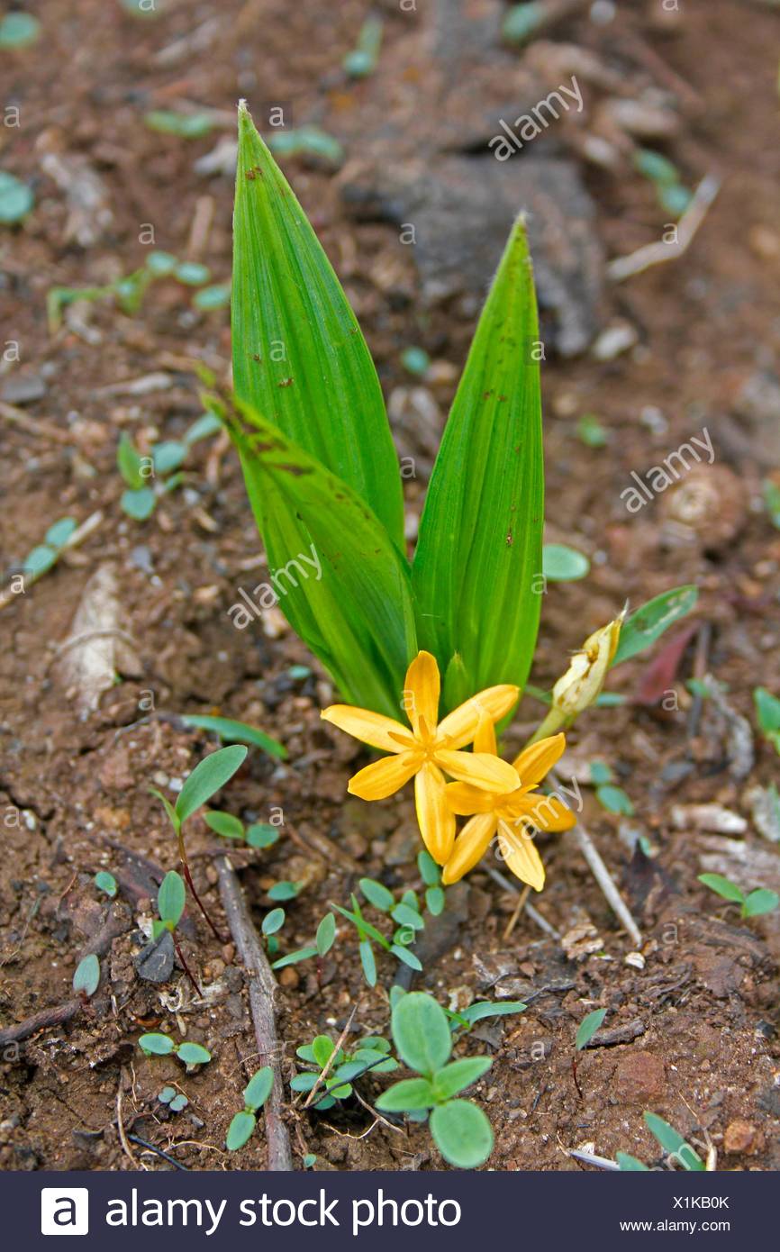 Curculigo High Resolution Stock Photography and Images - Alamy