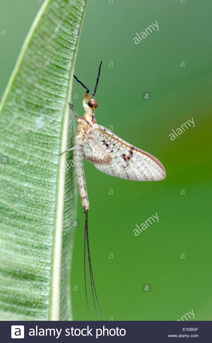 The Mayfly High Resolution Stock Photography and Images - Alamy