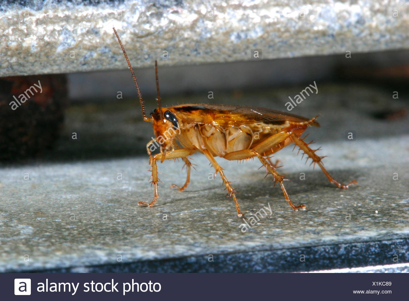 European Cockroach Stock Photos & European Cockroach Stock Images - Alamy
