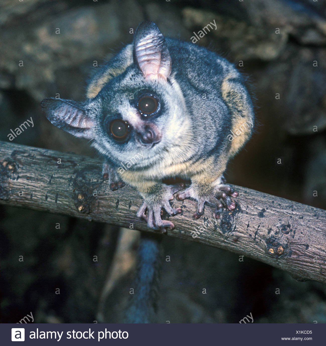 Galago Galago Senegalensis High Resolution Stock Photography and Images ...