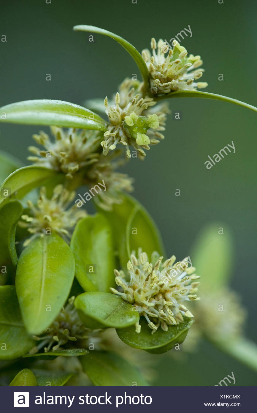 Common Box Boxwood Buxus Sempervirens High Resolution Stock Photography ...