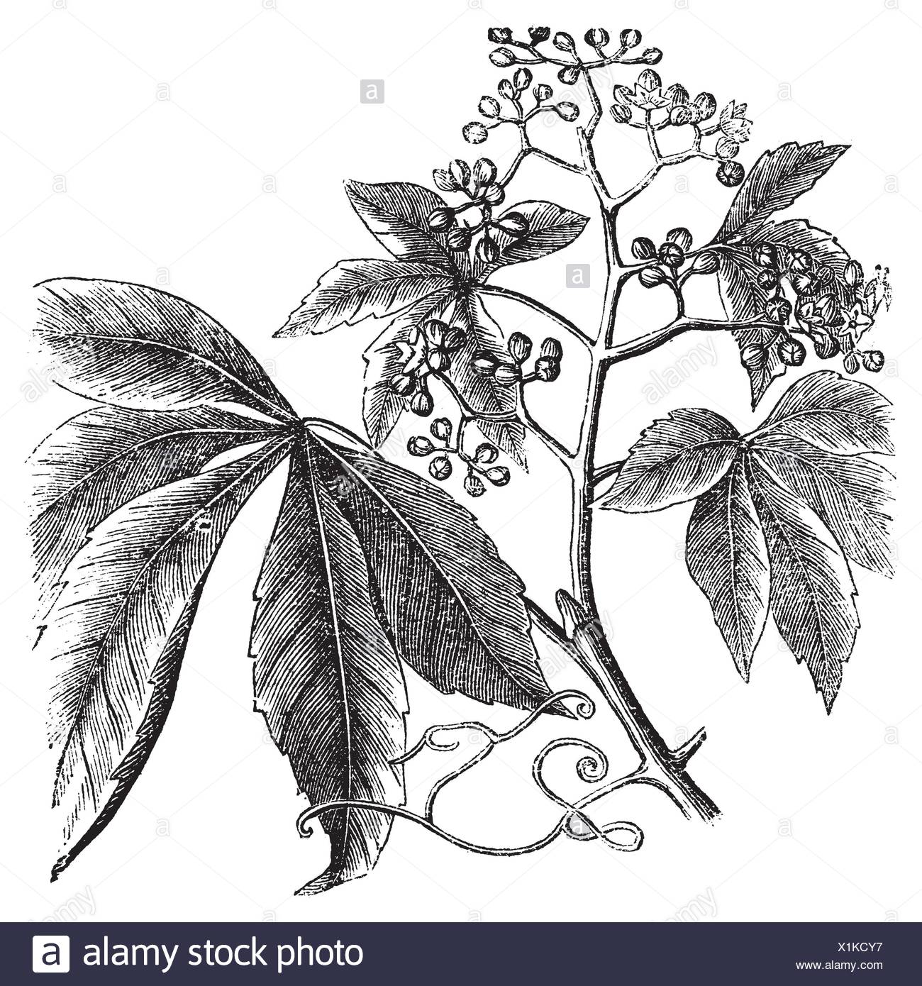 False Virginia Creeper High Resolution Stock Photography and Images - Alamy