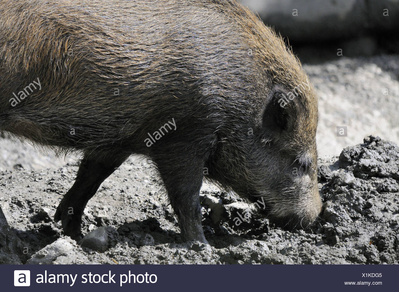 Wild Boar Meat Stock Photos & Wild Boar Meat Stock Images - Alamy
