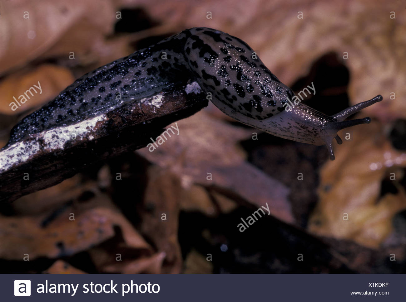 Spotted Garden Slug High Resolution Stock Photography and Images - Alamy