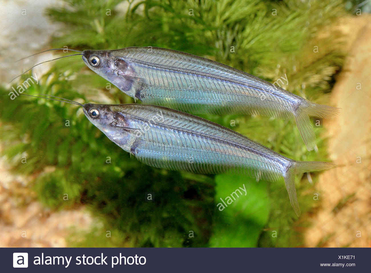 Ghost High Resolution Stock Photography and Images - Alamy