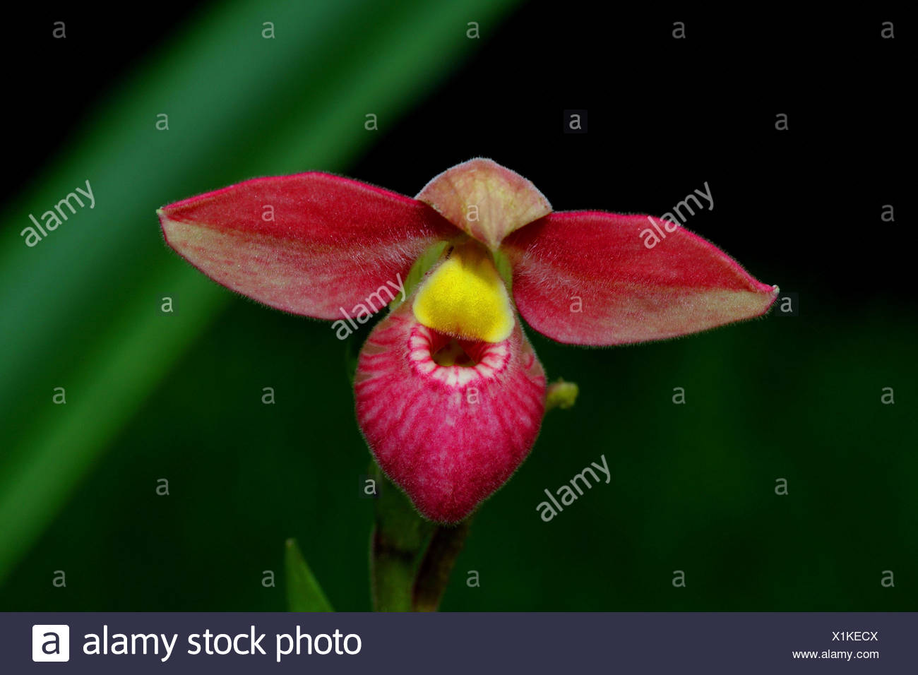 Orchid Phragmipedium High Resolution Stock Photography and Images - Alamy